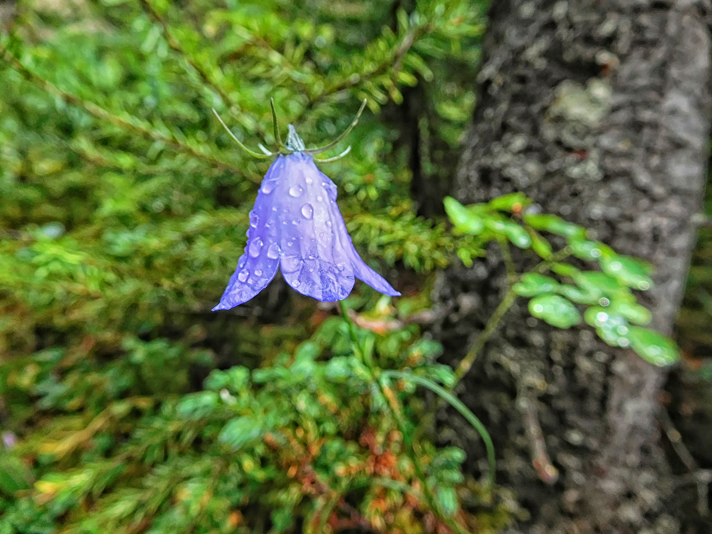 Hiking "The Berg Lake Trail", Mount Robson Provincial Park
